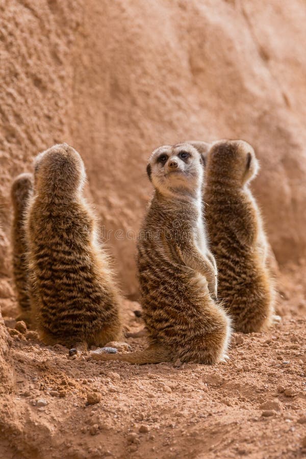 Group of meerkats sitting stock photo. Image of fluffy - 38444144