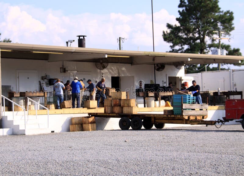 Oyster packing operation editorial image. Image of north - 107780065
