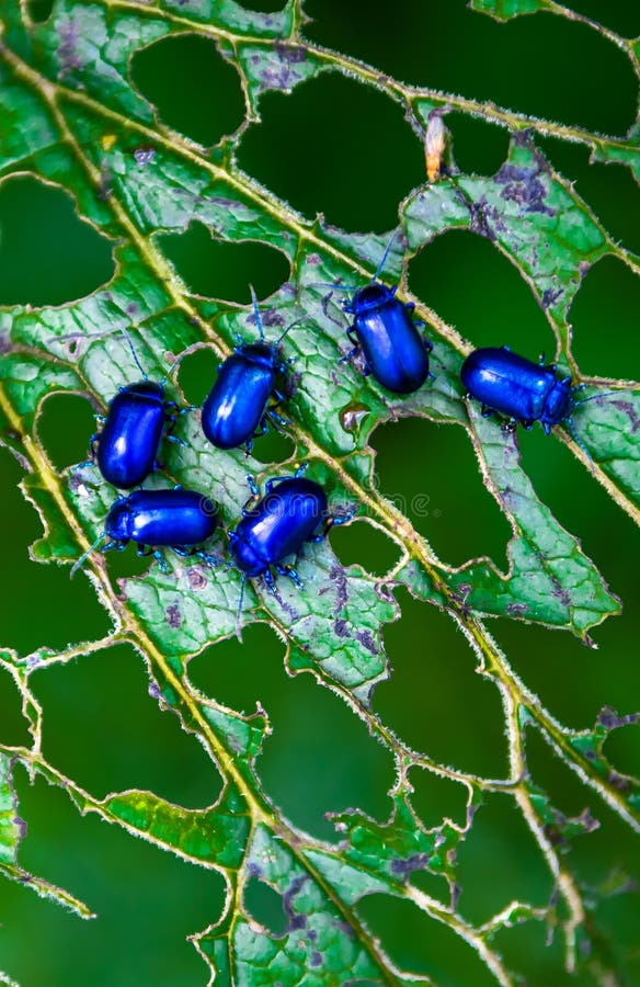 Group of Metallic Blue Leaf Beetles on Destroyed Leaf Stock Image ...