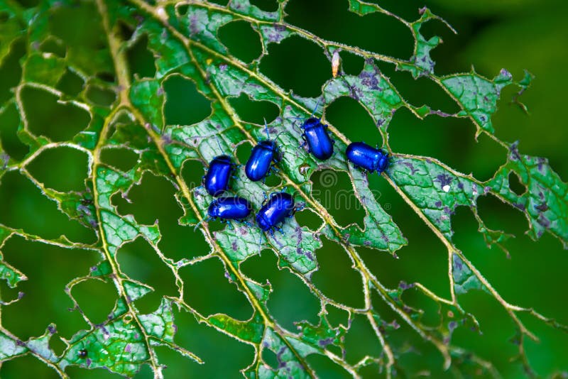 Group of Metallic Blue Leaf Beetles on Destroyed Leaf Stock Photo ...