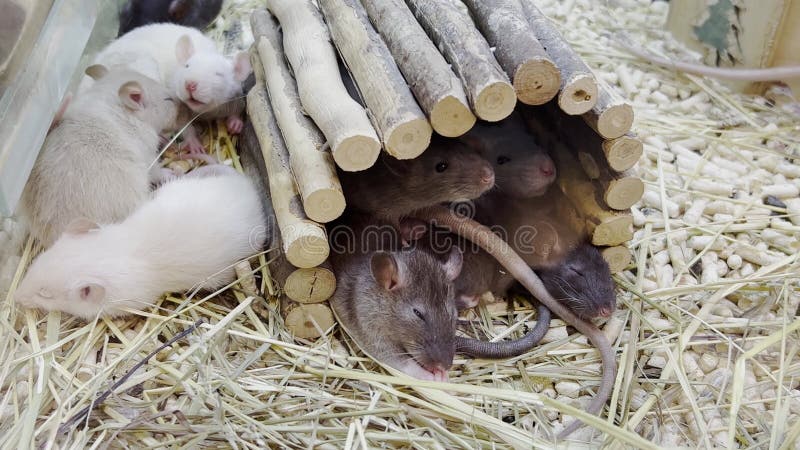 A Group of Mice Rests in a Wooden House. Beautiful White Mice Stock ...