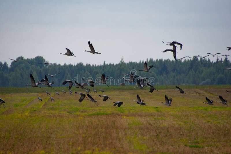 Group of Migrating Birds in a Field Stock Image - Image of feather ...
