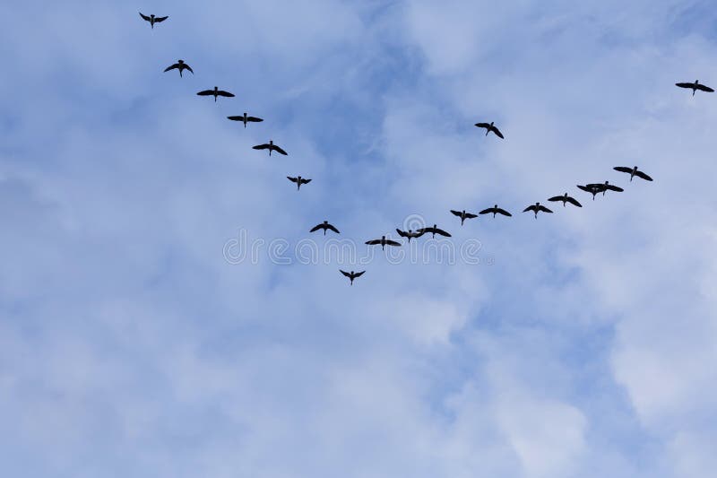 Group of Migrating Geese Birds Stock Photo - Image of fall, migrating ...