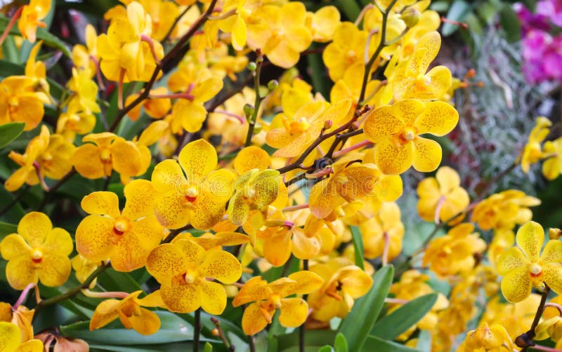 Group Mini Yellow Orchid Flowers Stock Image - Image of garden, climate ...