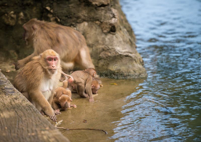 Group of Monkey Drink Water Stock Image - Image of forest, group: 43809965