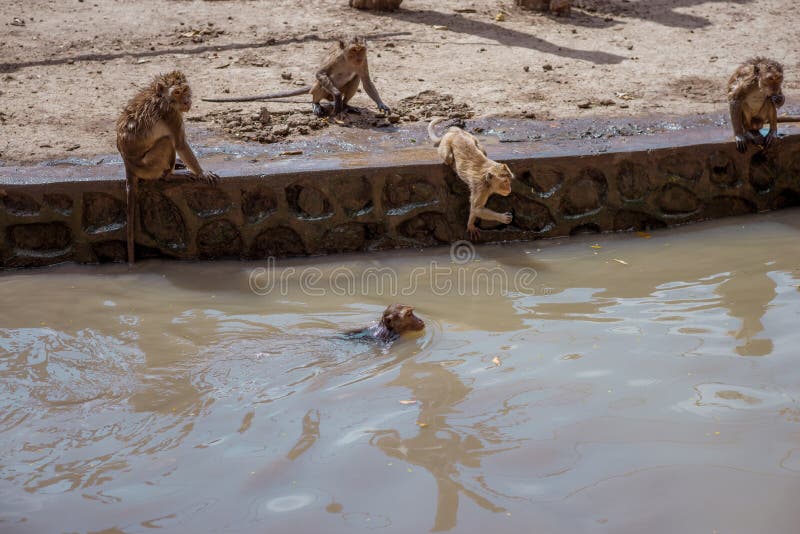 A group of monkey stock photo. Image of mammal, brown - 255310450