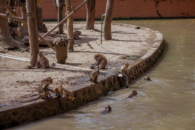 A group of monkey stock photo. Image of cute, closeup - 255310516