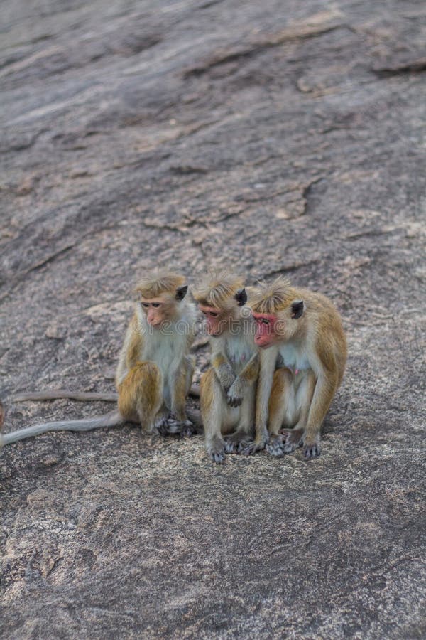 Group of Monkey in Mountain Stock Image - Image of monkey, group: 217855555