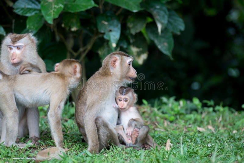 A group of monkey stock image. Image of india, head - 255310407