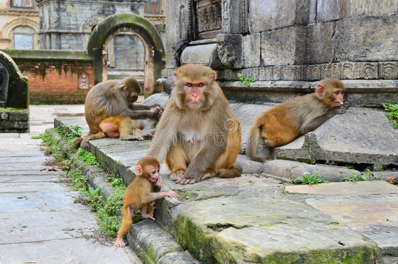 Group of monkeys stock image. Image of cute, asia, culture - 37873169