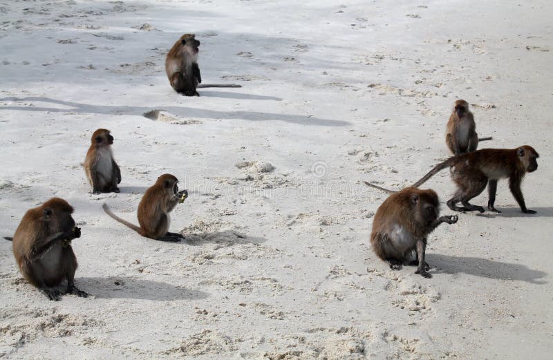 Group of Monkeys on the Beach in Thailand. Stock Photo - Image of ...