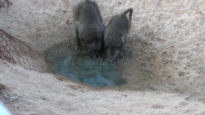 Group of Monkeys Drinking Water from a Puddle in Sandy Ground at the ...