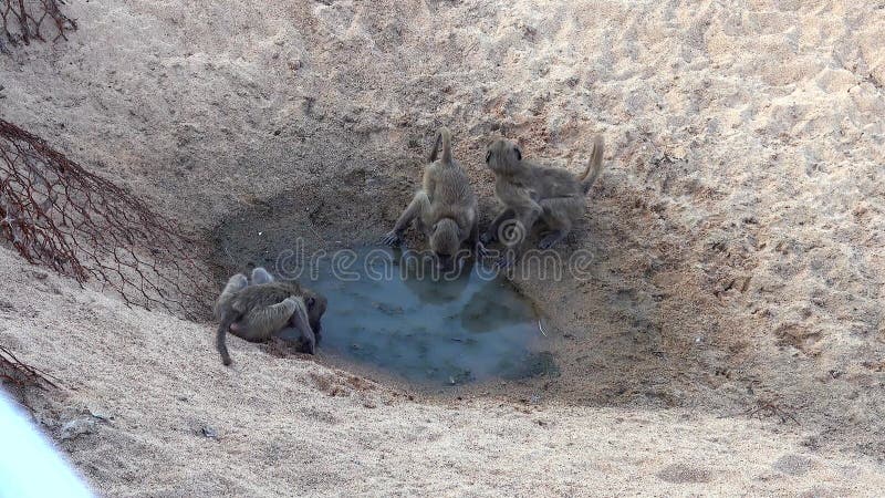 Group of Monkeys Drinking Water from a Puddle in Sandy Ground at the ...