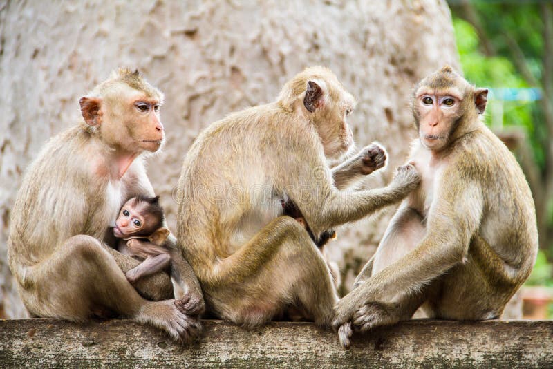 Group of monkeys stock photo. Image of green, hairy, dangerous - 33424672