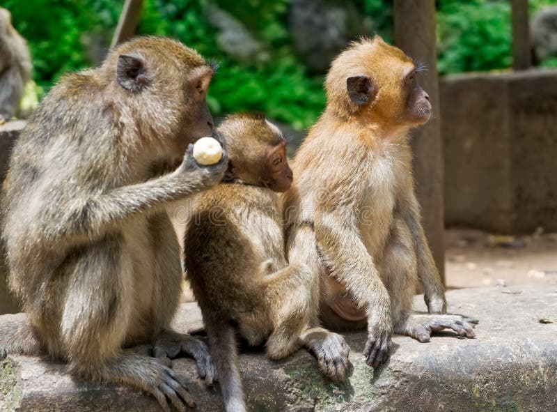 3,660 Group Monkeys Stock Photos - Free & Royalty-Free Stock Photos ...