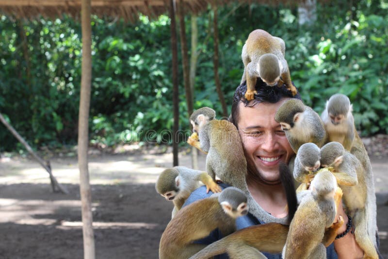 Group of Monkeys Playing with a Man Stock Photo - Image of handler ...