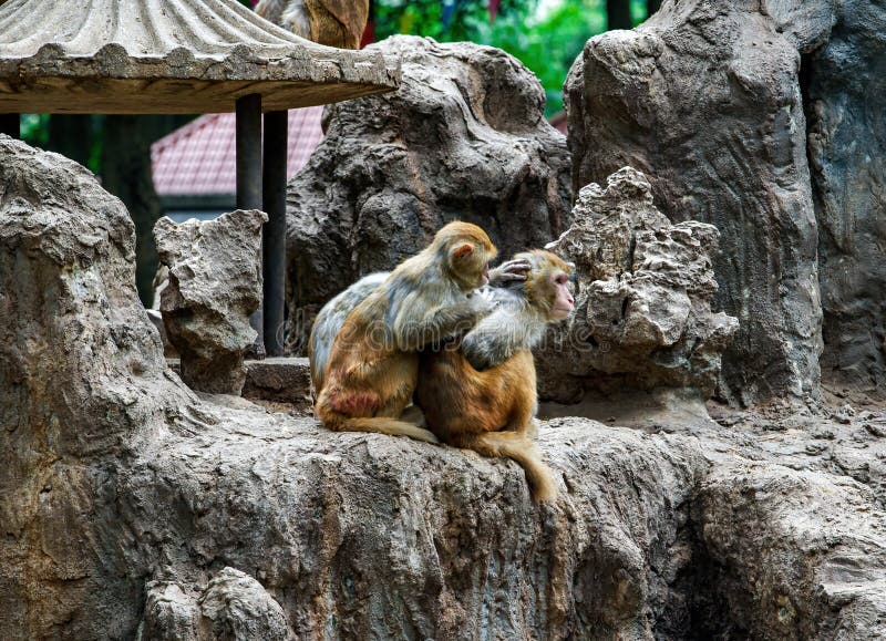 A Group of Monkeys Scratching in Groups on Monkey Mountain Stock Photo ...