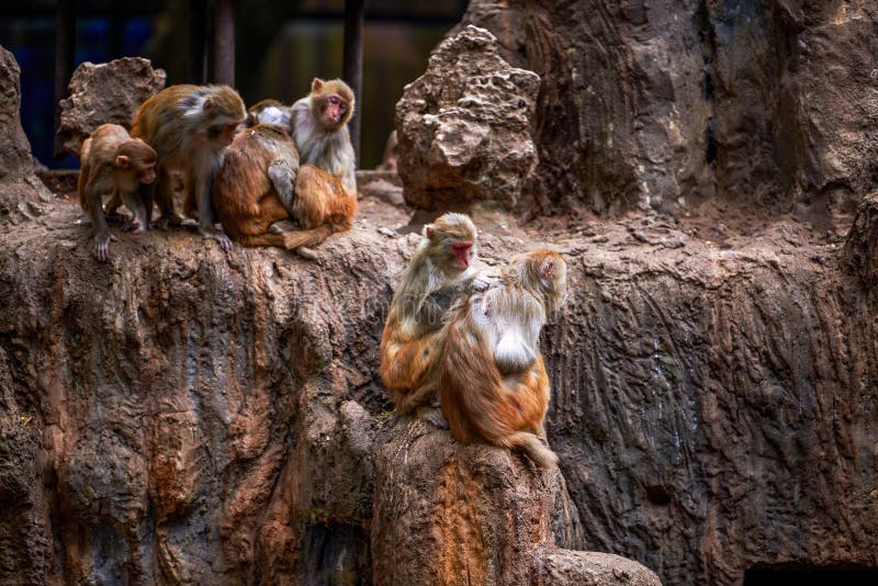 Mountain Lion Backyard Stock Photos - Free & Royalty-Free Stock Photos ...