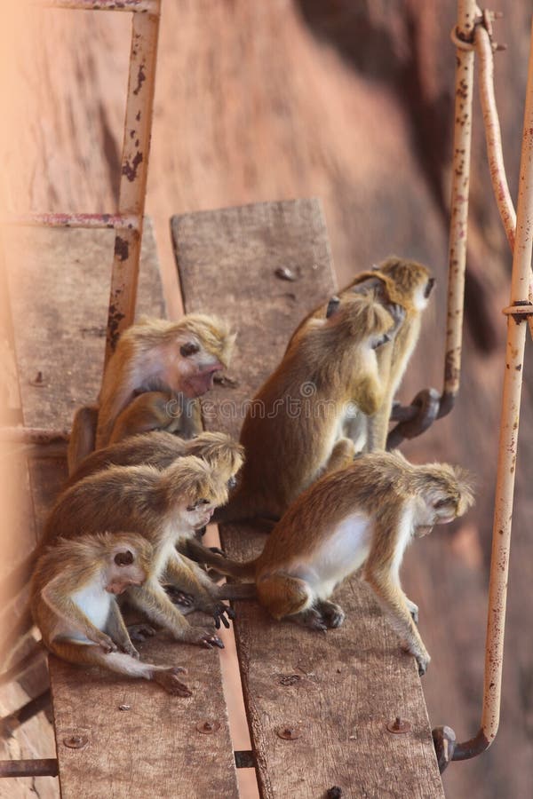 Group of monkeys stock photo. Image of animals, primates - 288236