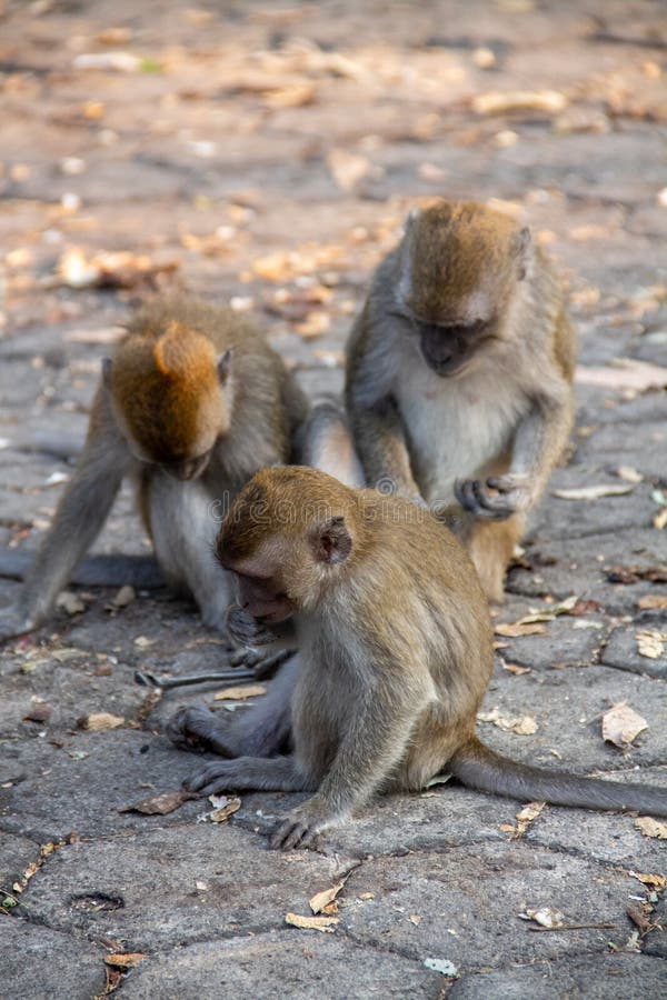 A Group of Monkeys Sitting on a Paving Road in a Protected Forest Area ...