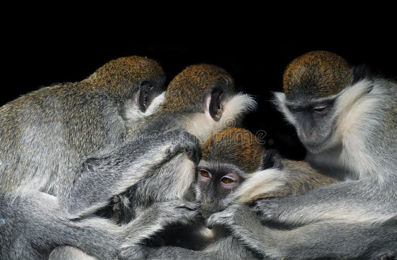Group of Monkeys Sitting in a Row Close To Each Other Like Singe Stock ...