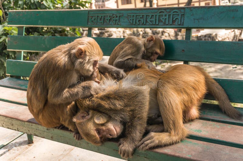 Street Monkeys Living Near the Train Station Stock Photo - Image of ...