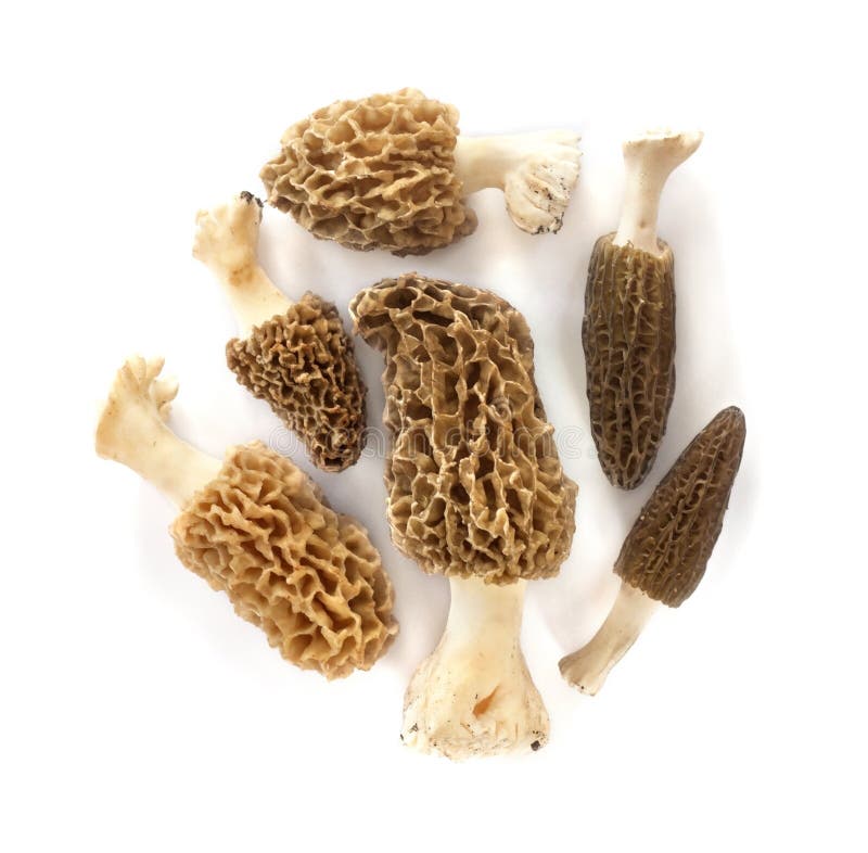 Three Gray and Yellow Morel Mushrooms Stock Photo - Image of indiana ...
