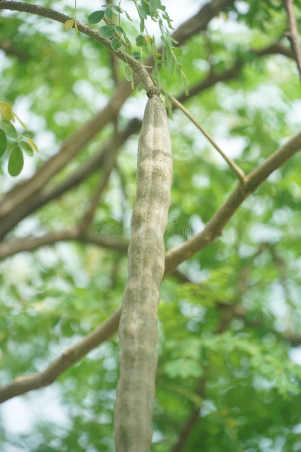 Group of Moringa on Branch Tree Stock Photo - Image of garden, oleifera ...