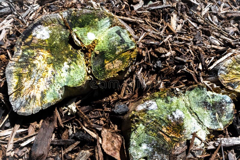 Group of Moss Covered Stumps Stock Photo - Image of outdoors, color ...