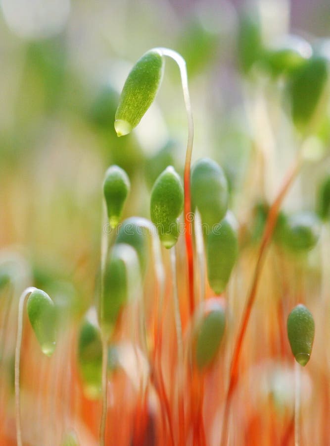 Group of Moss Seed Sprouts in Springtime Stock Image - Image of plants ...