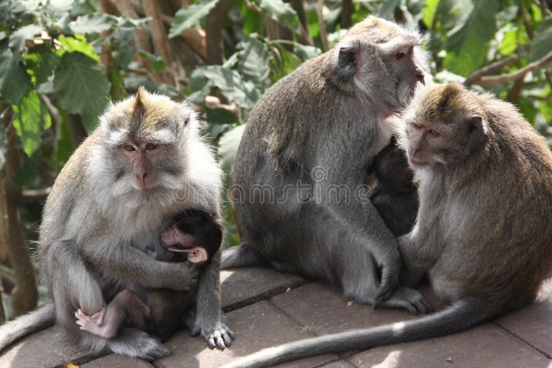 Group of Mother Monkeys and Baby Monkey in Hands of Mother, Bali Stock ...