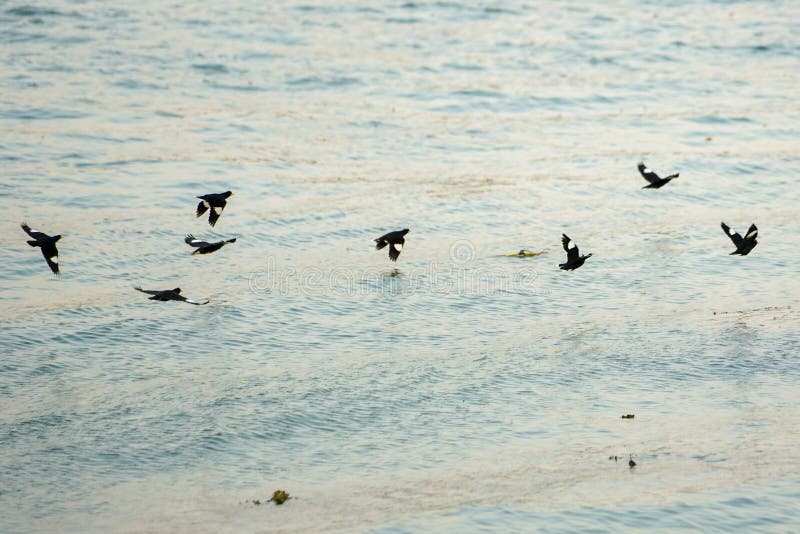 Group of Motion Blurred Birds Flying Over the Surface of the River ...
