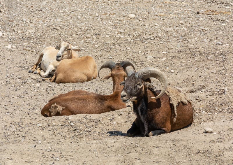 Group Mouflons in Nature Park Stock Photo - Image of habitat, camera ...