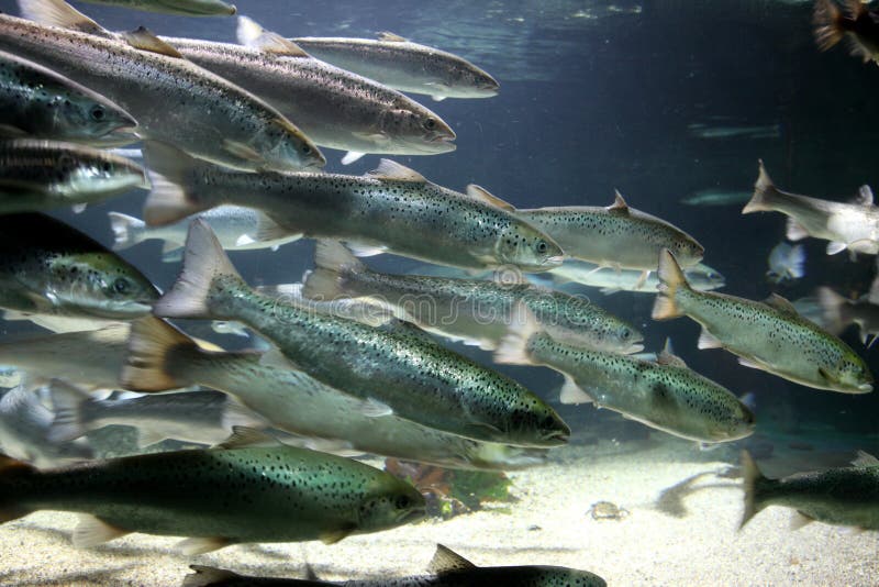 Group of Moving Fish Underwater Stock Photo - Image of diving, deep ...