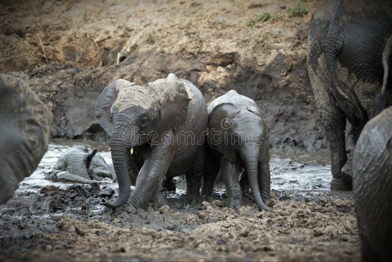 Group of Muddy Elephants in a Pond in Tanzania Stock Image - Image of ...