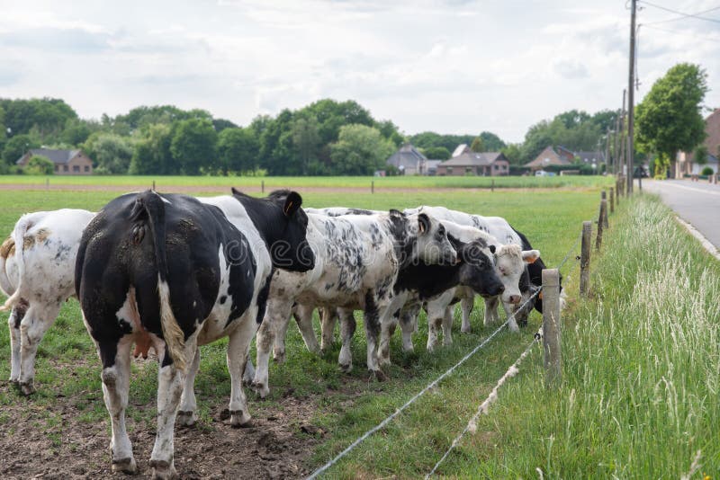A Group of Multi-colored Black and White Cows Graze in a Corral on ...