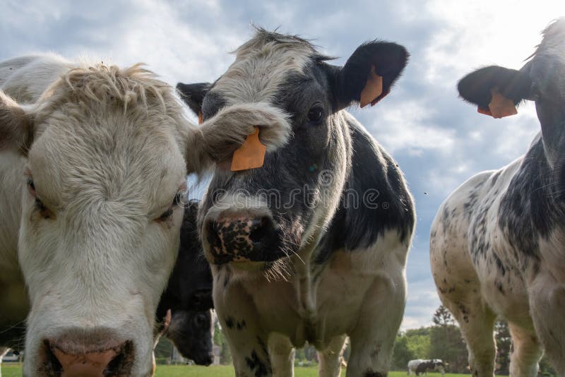 A Group of Multi-colored Black and White Cows Graze in a Corral on ...