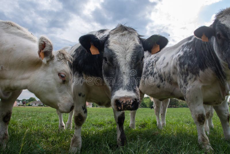 A Group of Multi-colored Black and White Cows Graze in a Corral on ...