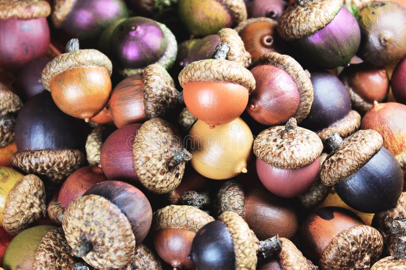 Colorful Acorns with One Small Oak Leaf Stock Image - Image of crafts ...