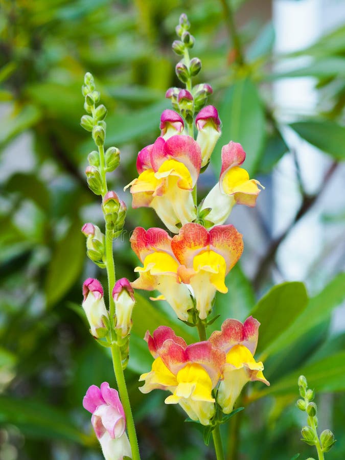 Multi-colored Snapdragons stock photo. Image of focus - 283226536