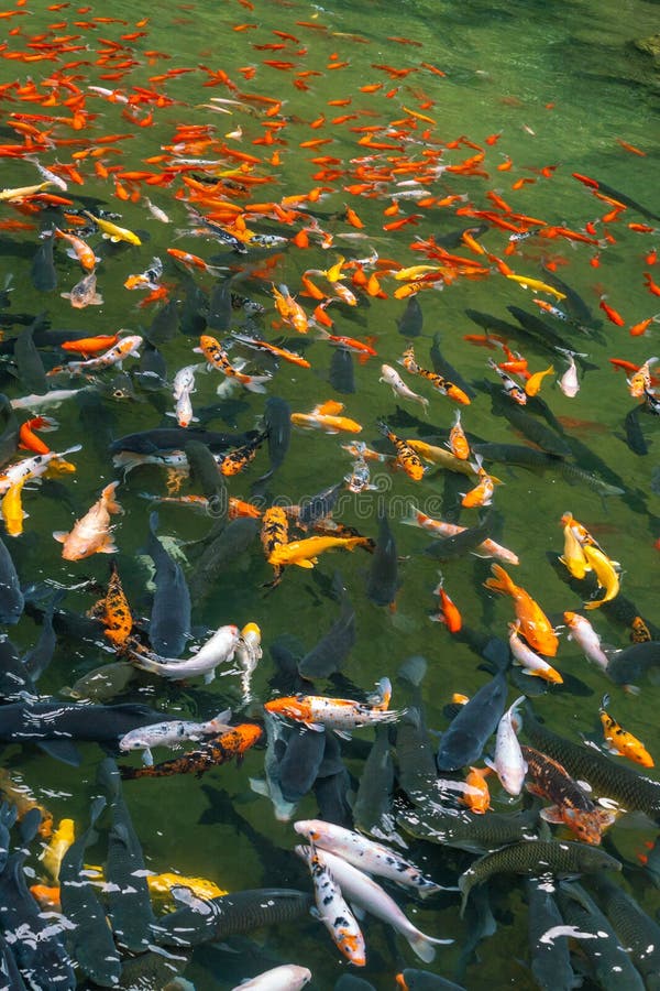 Group of Multicolored Carp Fish Swimming in the Pond Stock Photo ...