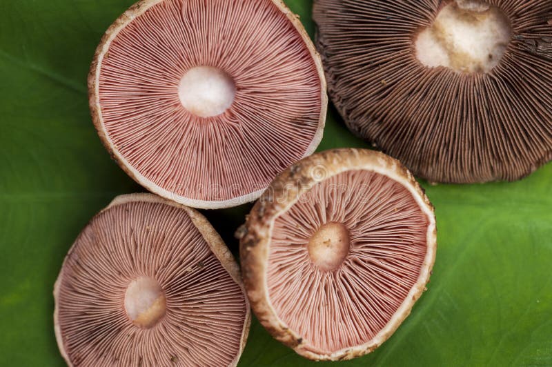 Group of Mushrooms Forming a Beautiful Texture Pattern Background Stock ...