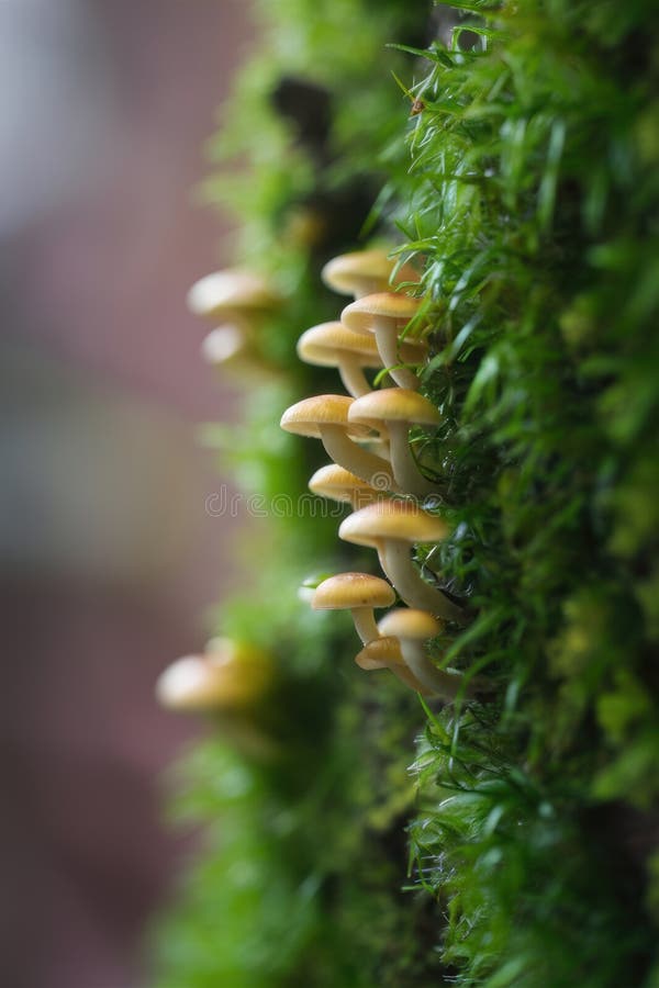 A Group of Mushrooms Growing on a Moss Covered Tree, AI Stock Photo - Image of tree, organic ...