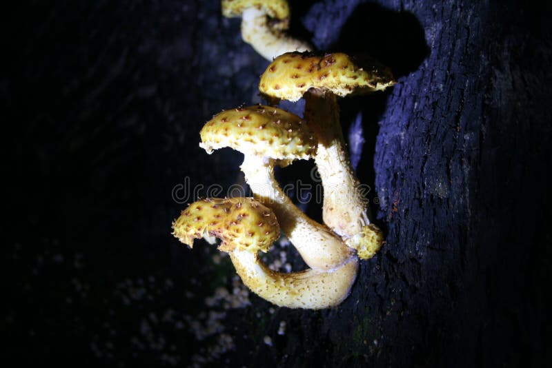 638 Mushroom Growing Side Tree Stock Photos - Free & Royalty-Free Stock ...