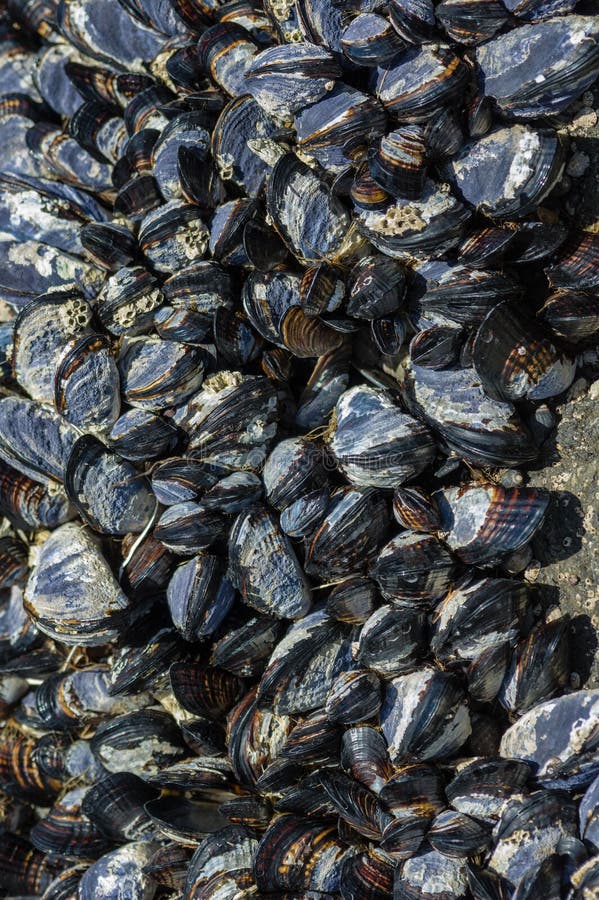 Mussels Clinging To Vancouver Island Marina Dock Stock Photo - Image of ...