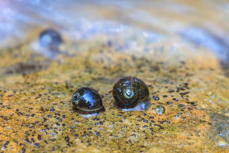 Group of Mussels and Mussel Shells on the Rocks Stock Image - Image of ...