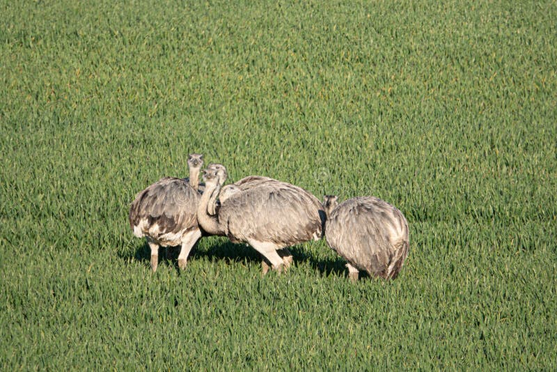 Group of Nandus Runs Across the Field Early in the Morning Stock Photo ...