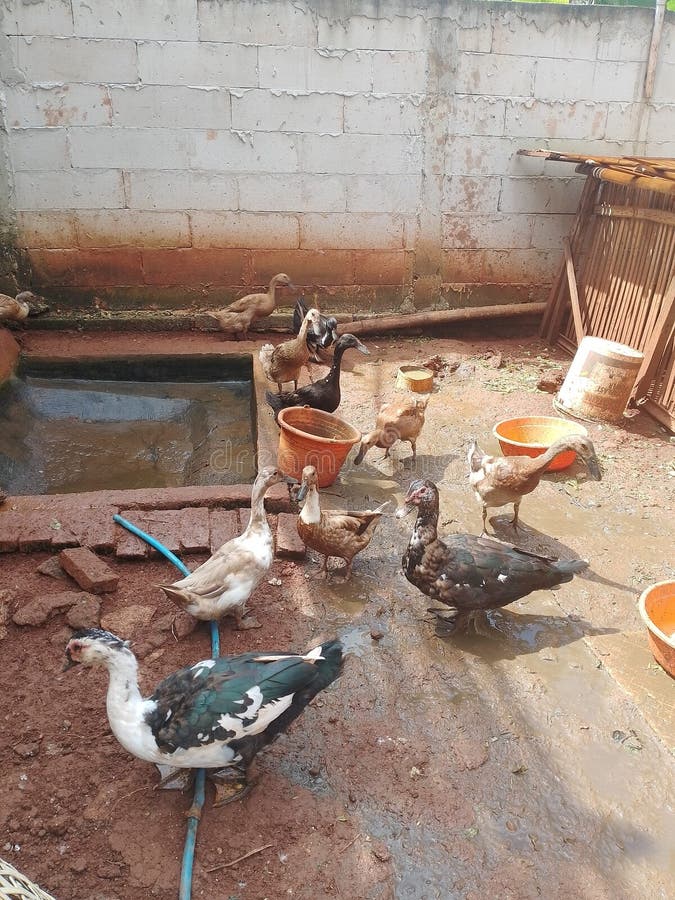 A Group of Native Chickens, Ducks, and Muscovy Ducks are Inside the ...