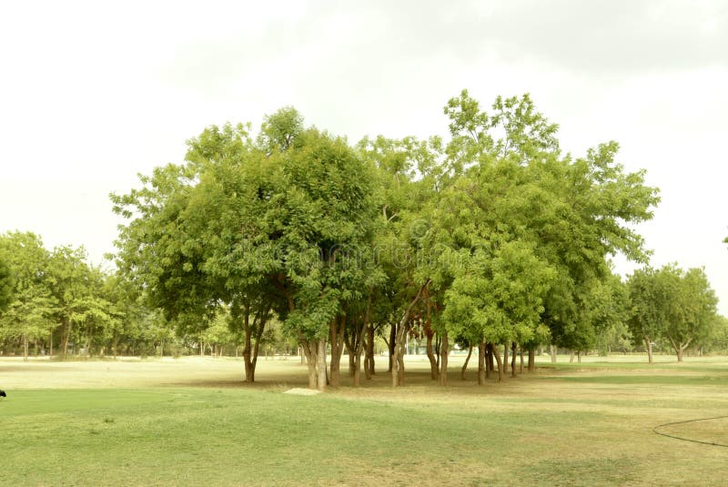 191 Group Neem Stock Photos - Free & Royalty-Free Stock Photos from ...