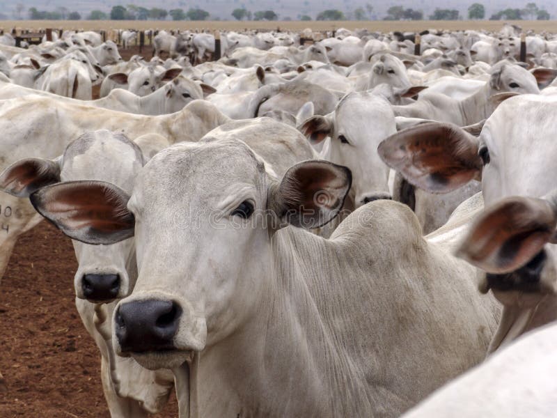 A Group of Nelore Cattle Herded in Confinement in a Cattle Farm in Mato ...